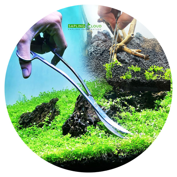 SAPLING CLOUD Monte Carlo Live Aquarium Plant | Premium Foreground Carpet Plant for Aquascape ...