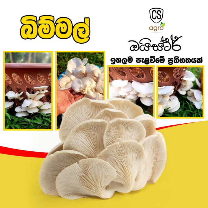 Mushroom Oyster Seeds Hathu Beeja Home Garden Agriculture | Daraz.lk