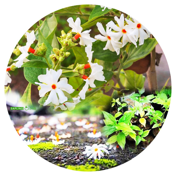 High Quality Sepalika flower Plant Nyctanthes arbor from Sapling Cloud ...
