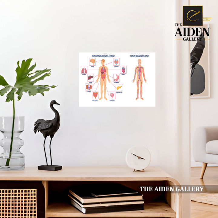 Two Diagrams Showing the Anatomy of The Human Body Educational A3 Size ...