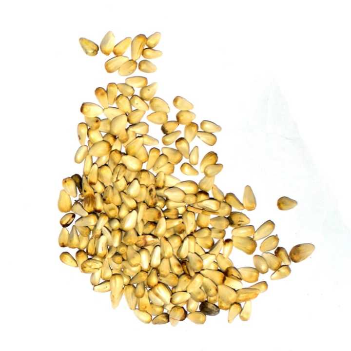 Saff Flower Seeds For Adult Bird 2.5kg | Daraz.lk