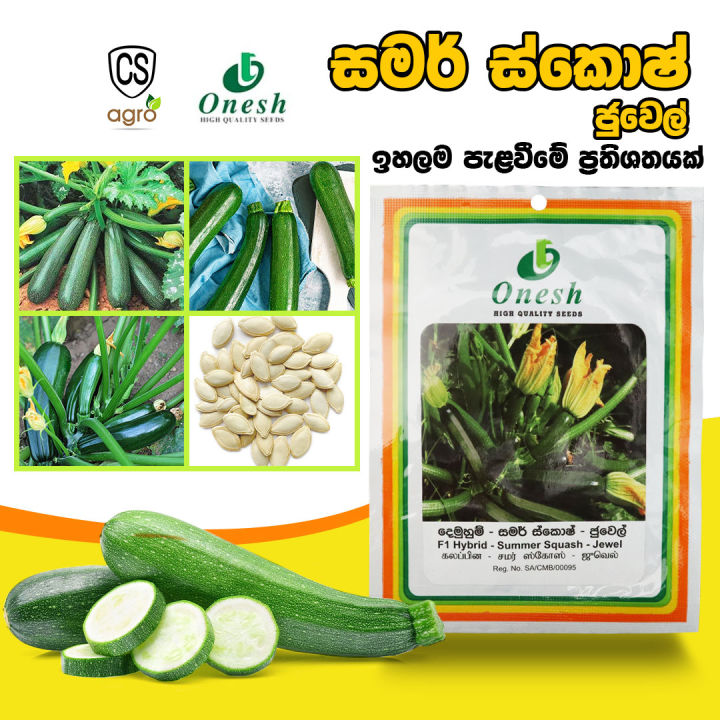 F1 Hybrid Zucchini Summer Squash Jewel Seeds 10g Home Gardening ...