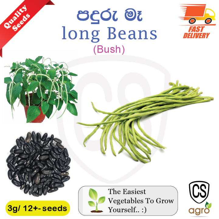 Long Bush Bean Seeds Paduru Mee Beeja Gardening Agriculture vegetable ...