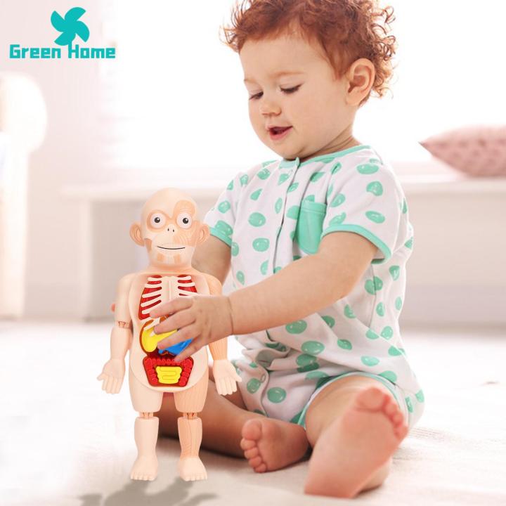 Human Organ Model Interactive Human Anatomy Model Set with 11 Analysis ...