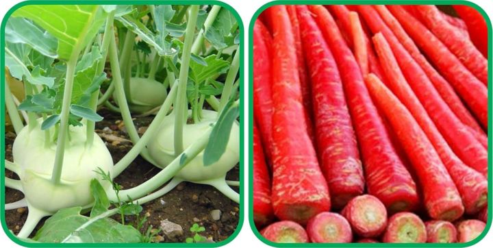 Aero Seeds Redish Red (100 Seeds) And Knol Khol (50 Seeds) Vegetable ...