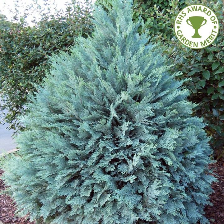 Blue Syprus Plant | Daraz.lk: Buy Online at Best Prices in Srilanka ...