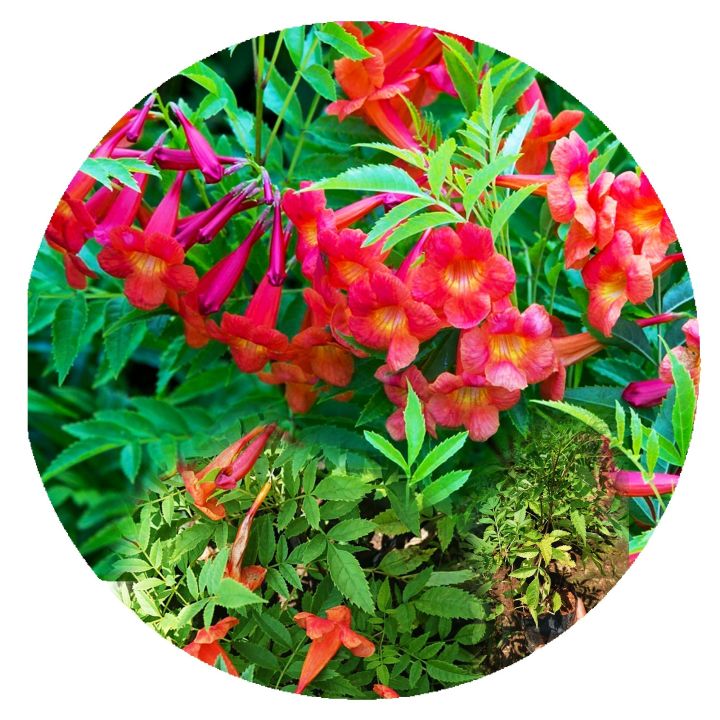 Esperanza Bells of Fire flower plant Sapling cloud natural flower plant good quality natural ...