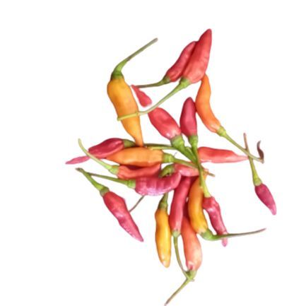 White kochchi Miris 10 capsules for cultivation | Daraz.lk
