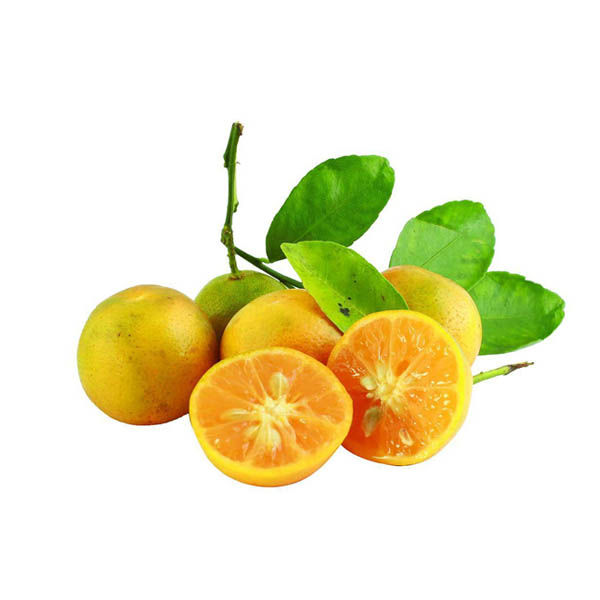 Jama Naran Plant | Daraz.lk: Buy Online at Best Prices in Srilanka ...