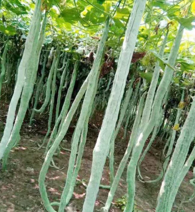 Snake Gourd TA2 Seeds දිග පතෝල බීජ Pathola Beeja 100g | Daraz.lk