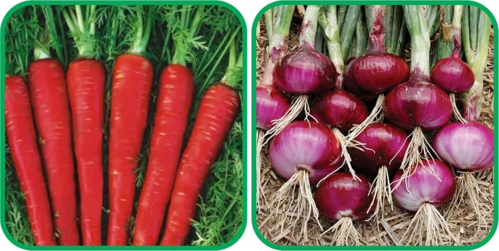 Aero Seeds Red Onion (200 Seeds) And Red Carrot (200 Seeds) Vegetable ...