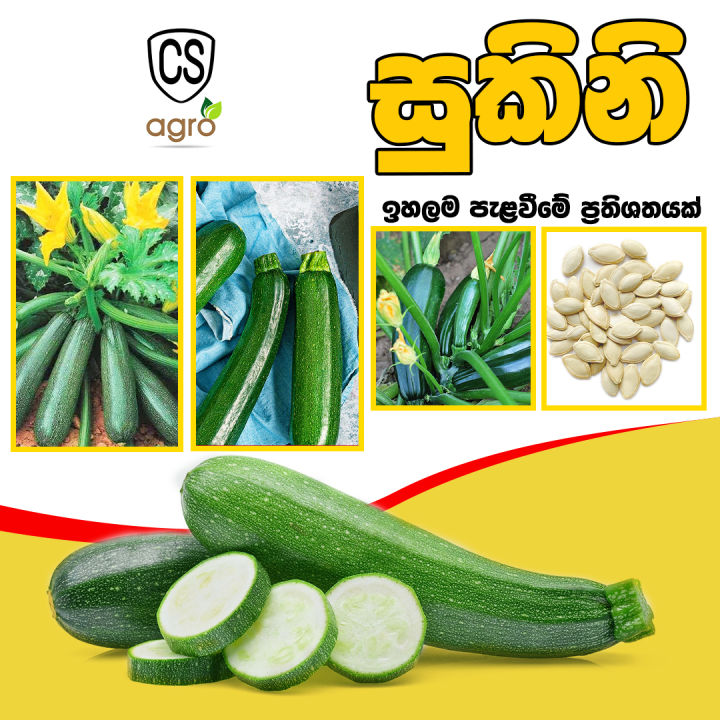 Zucchini Summer Squash Jewel 10 Seeds Hybrid Home Gardening Agriculture ...