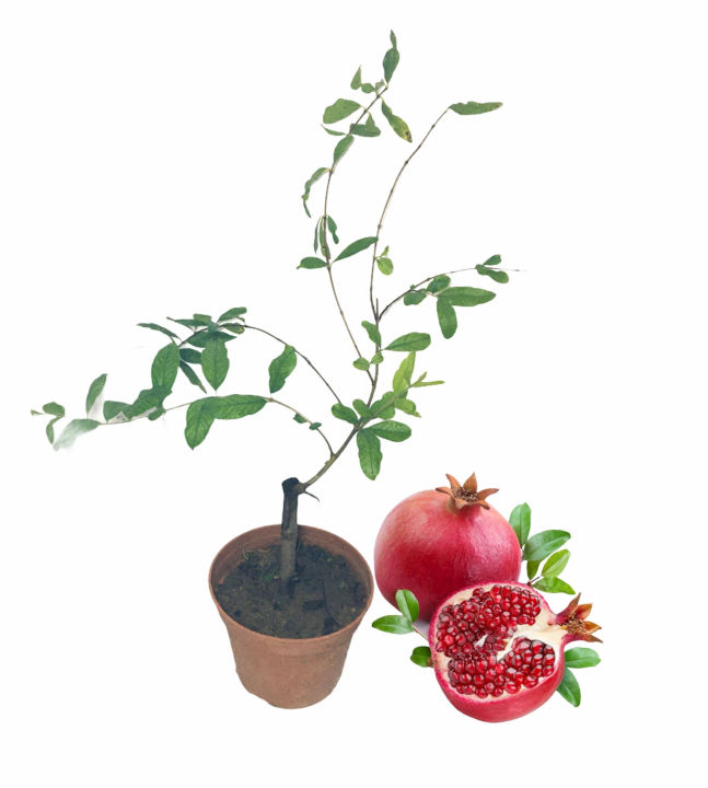 Sri lankan Pomegranate plant, desheeya delum pala. | Daraz.lk