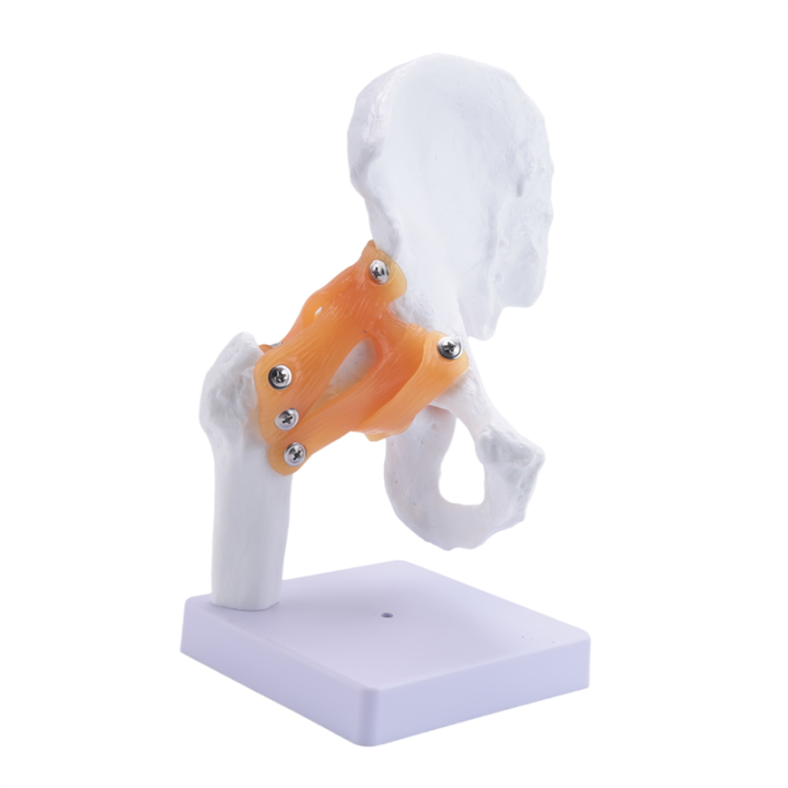 Life Size Anatomical Hip Joint Model Human Skeleton Anatomy | Daraz.lk