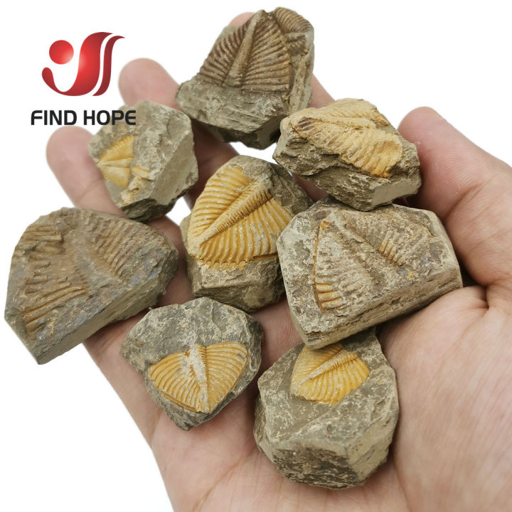 【LinkGlobal】Natural Trilobite Tail Fossil Brachiopod Coral ...