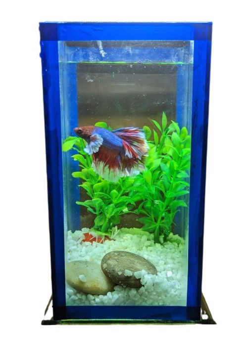 Small glass betta fish tank(1.5L) full set (with decarative white ...