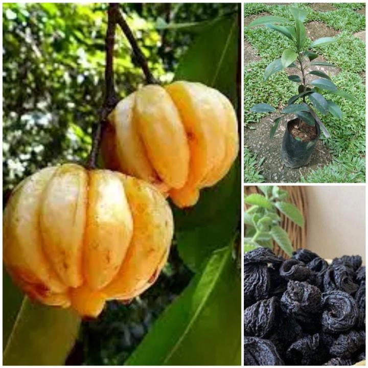Goraka Plant | Daraz.lk: Buy Online at Best Prices in Srilanka | Daraz.lk