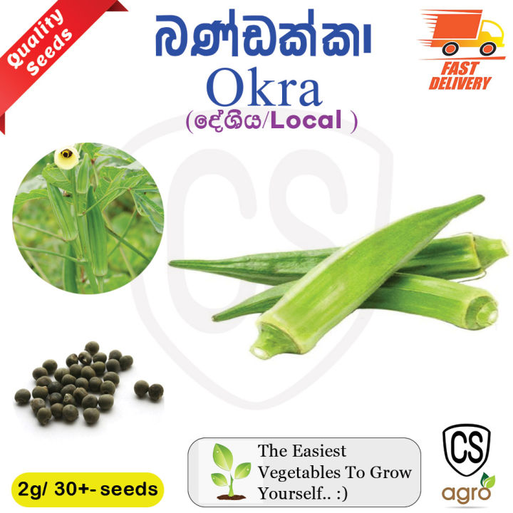 okra seeds Ladies Finger plant bandakka beeja local high quality seed ...