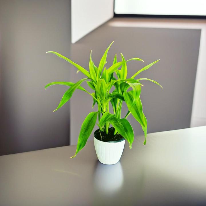 Lucky Bamboo (Green) Plant with White barrel Pot | Daraz.lk