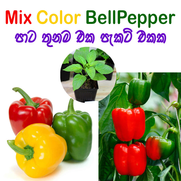 Hybrid Bellpepper Seeds Mix Color Bell pepper Chilly Plant seed Home ...