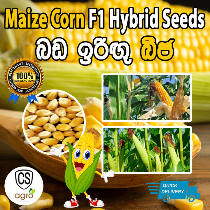 Maize Corn F1 Hybrid Seeds Gardening Agriculture | Daraz.lk