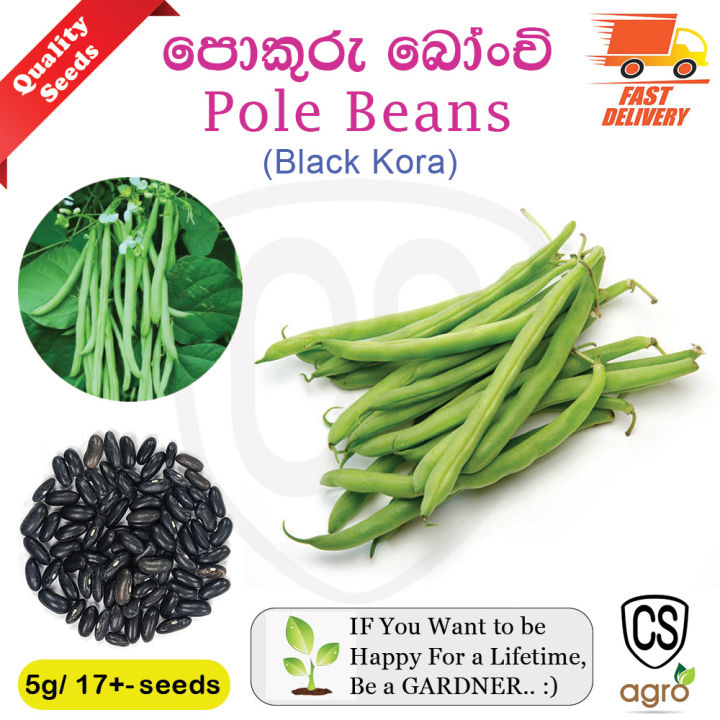 Pole Beans Seeds black kora වැල් බෝංචි බීජ 3g | Daraz.lk