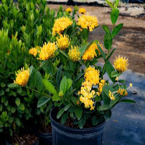 Rathmal Plant - Yellow Color | Daraz.lk