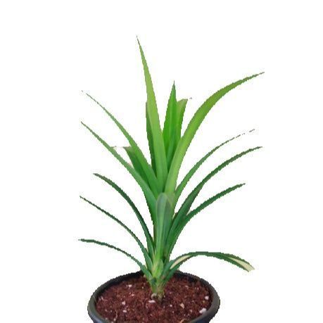 Rampe Plant - Pandanus - රම්පෙ | Daraz.lk