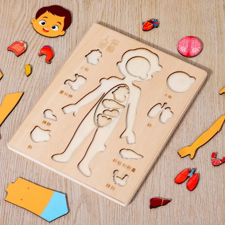Anatomy Organ Model Multi-Layer Wooden Human Body Puzzle Boys Girls ...