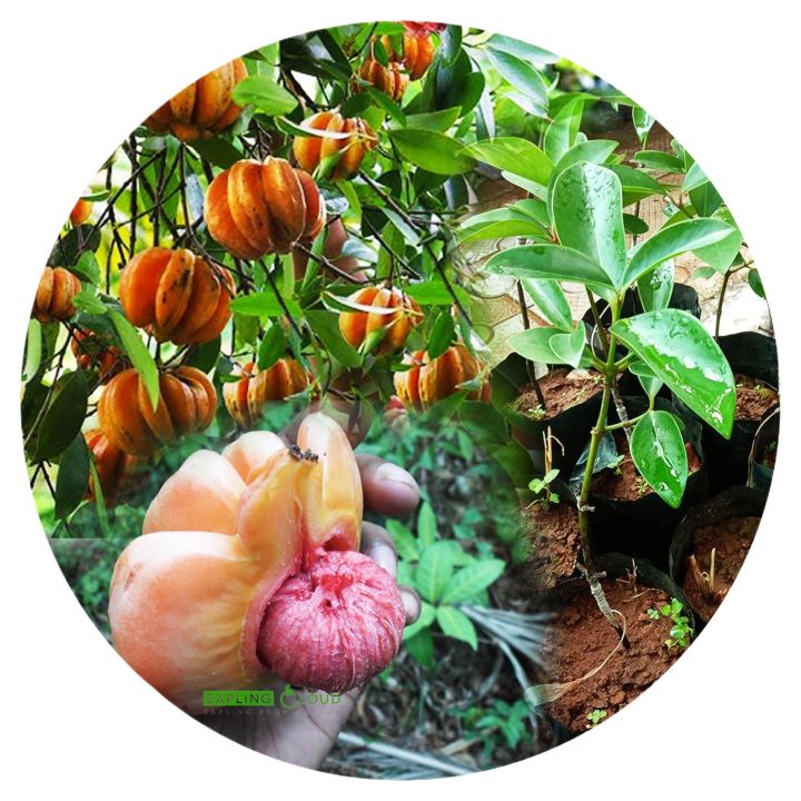 High quality Natural grafted Goraka Plant (බද්ද ගොරකා පැළ) Natural plant from Sapling Cloud ...