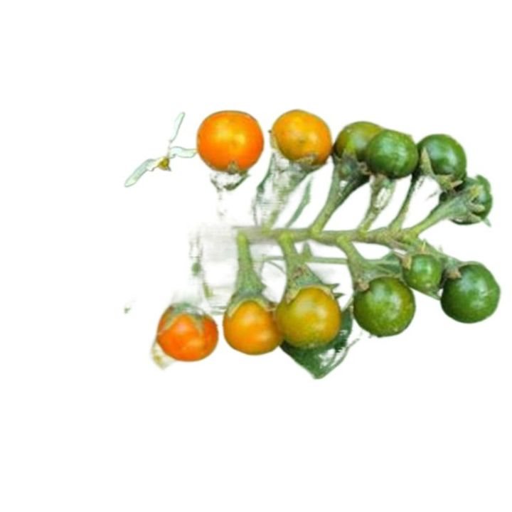 Thiththa thibbatu 10 Friuts For cultivation | Daraz.lk