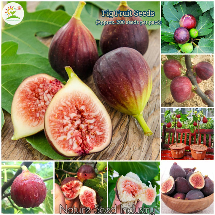 [Fast Germination] High Quality Fig Seeds for Planting (200 seeds/bag ...
