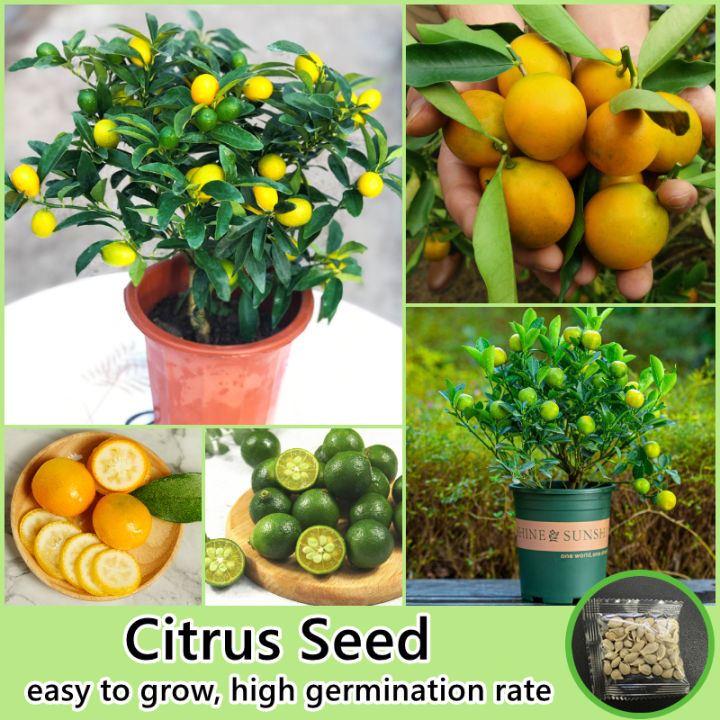 [Fast Delivery] Mixed Citrus Seed Fruit Seeds for Planting (40 Seeds ...