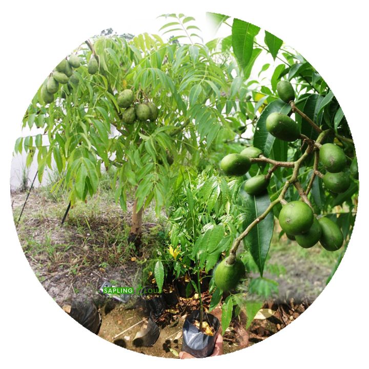 Ambarella plants Spondias dulcis Sapling cloud natural plants | Daraz.lk