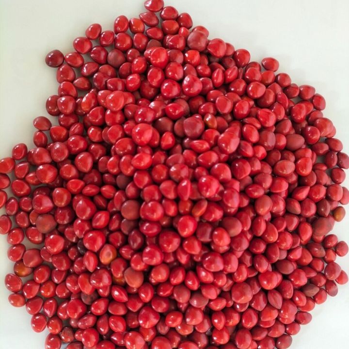 Natural Madatiya Seeds Adenanthera Pavonina 100% Ceylon Organic Natural ...