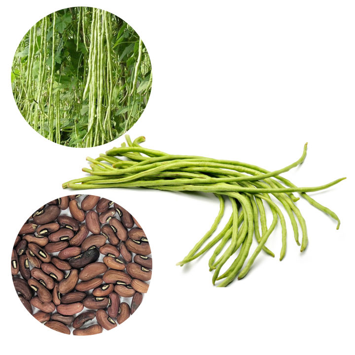 Long Bean Mas Mae Seeds මස් මෑ බීජ 4g | Daraz.lk