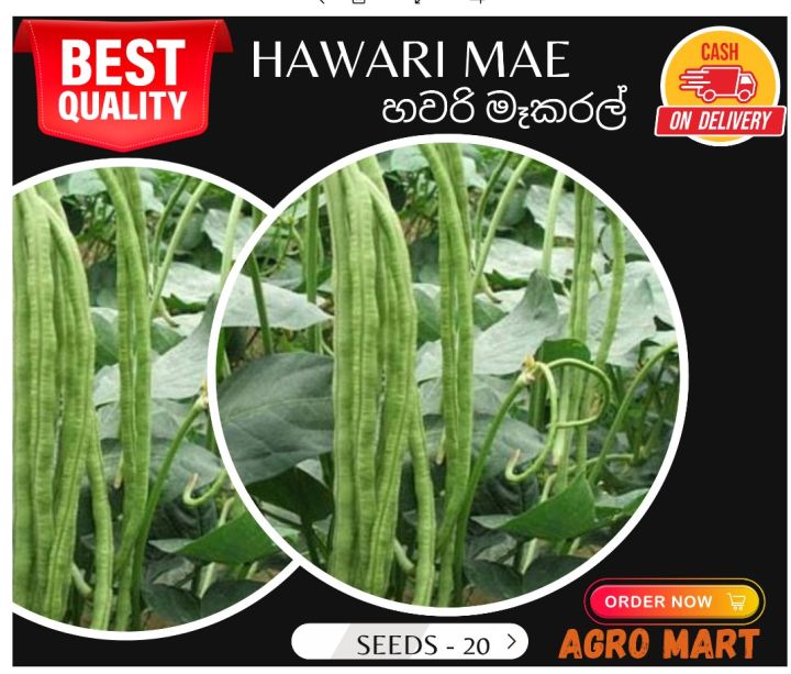 Hawari mae seeds - 20 | Daraz.lk