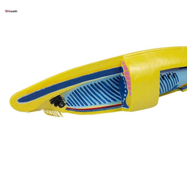 Life Size Amphioxus Fish Model Teacher Teaching Materials Lab Supplies ...