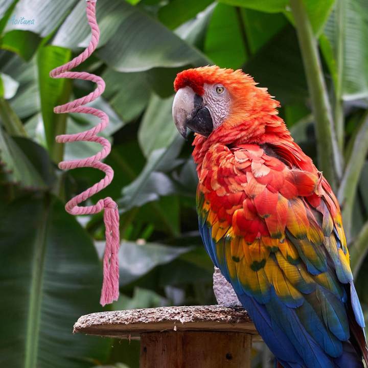 Bird Spiral Rope Perch Parrot Spiral Swing Perch for Finches Cockatiels ...