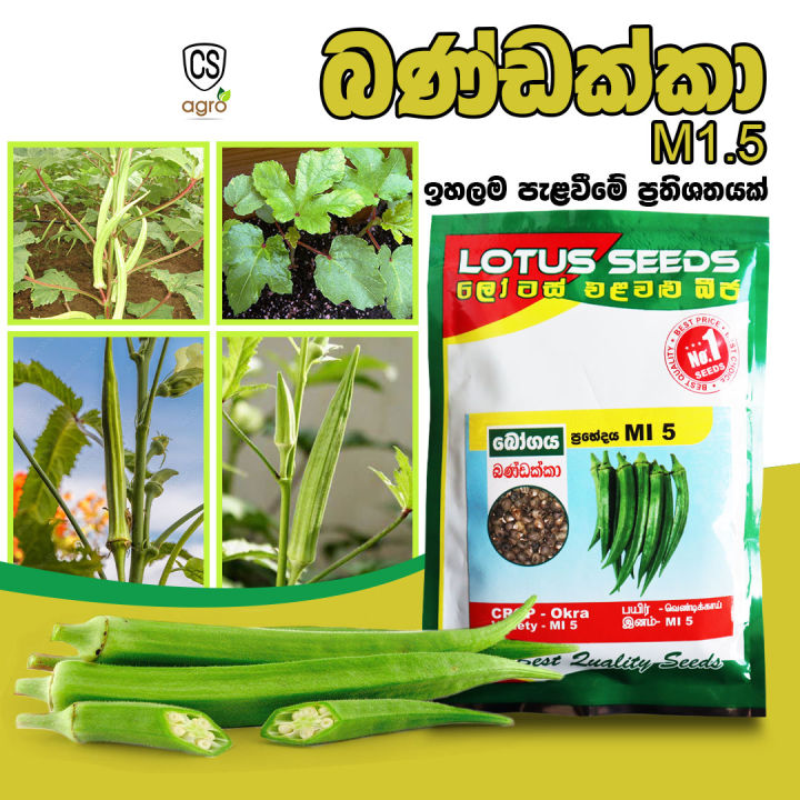Okra M.I.5 Seeds Banndakka Beeja 50g බණ්ඩක්කා බීජ Home Gardening ...