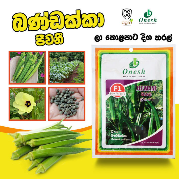 F1 Hybrid Okra Jeewani Seeds 10g Bandakka Beeja බණ්ඩක්කා බීජ Home ...