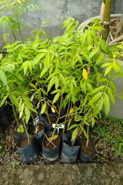 Ambarella Plant , 1 Plant | Daraz.lk
