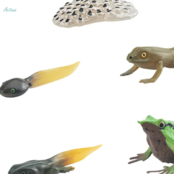 Life Cycle of Frog Toys Science Teaching Aids Animal Figurines Toy ...