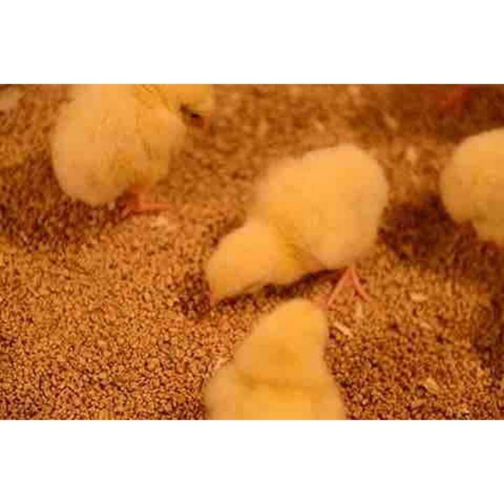 Chick Starter Chick Feed | Daraz.lk