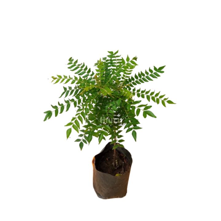 Kuru Karapincha Plant | Daraz.lk