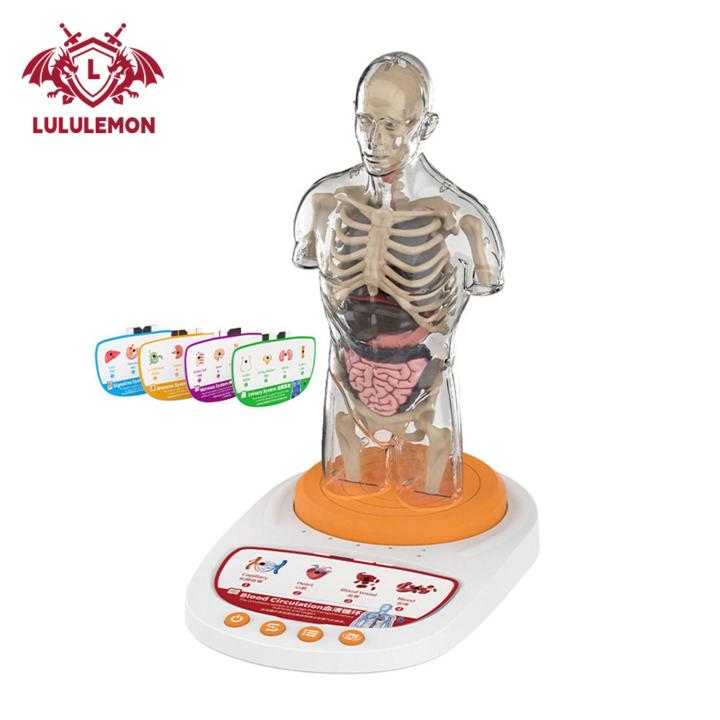 Lululemon Anatomy Learning Kit Interactive Human Anatomy Model for Kids ...