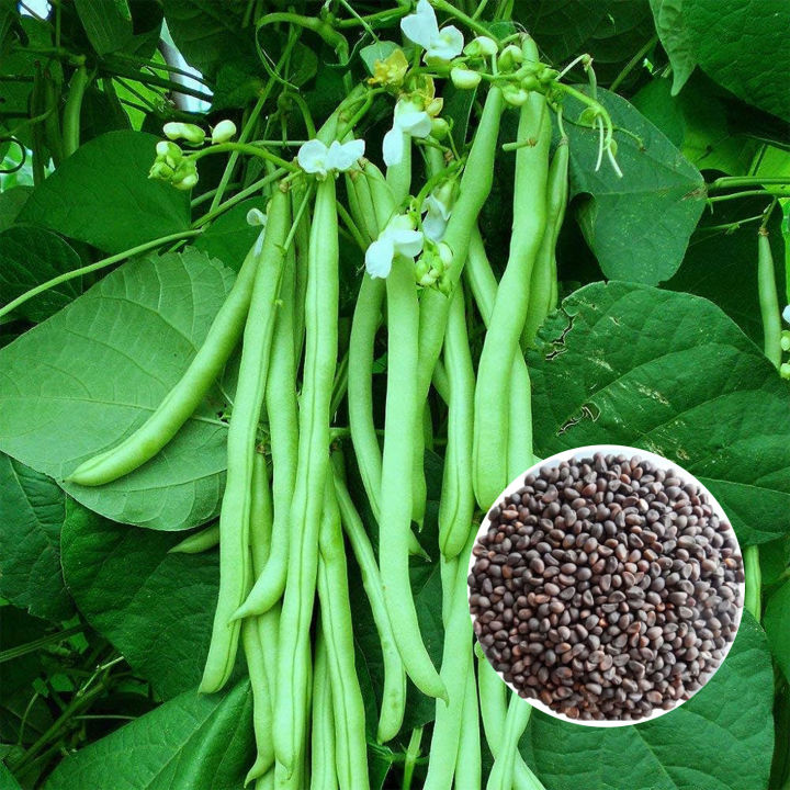 Bush Beans Seeds Paduru Bonchi Beeja පදුරු බෝංචි බීජ 500+ Seeds | Daraz.lk