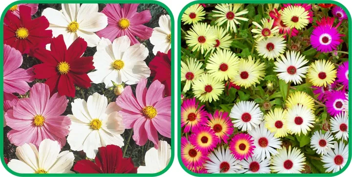 Aero Seeds Ice Flower Mix Color And Cosmos Mix Color Flower Seeds Pack ...