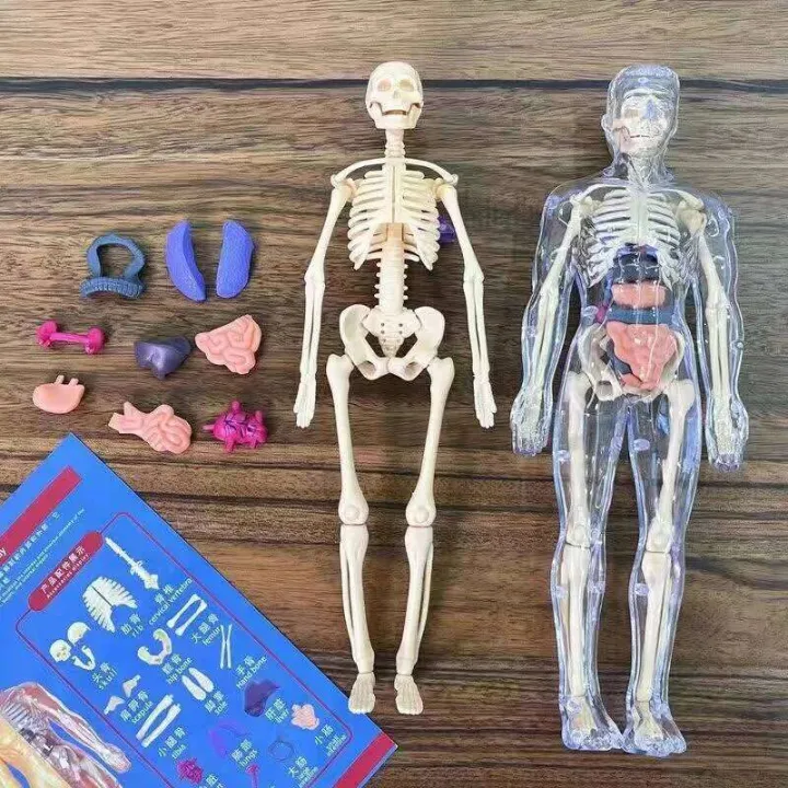 Body Learning Tools Childrens Cognitive Human Anatomy Model Mannequin ...