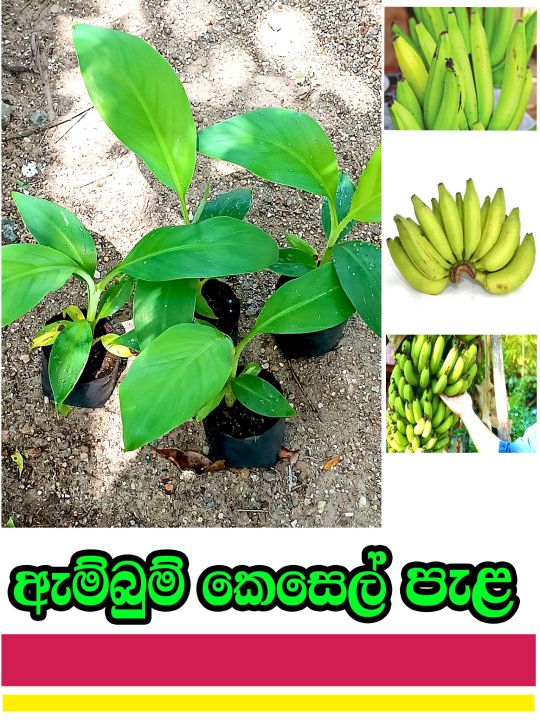 AMBUN Banana Plants | Daraz.lk